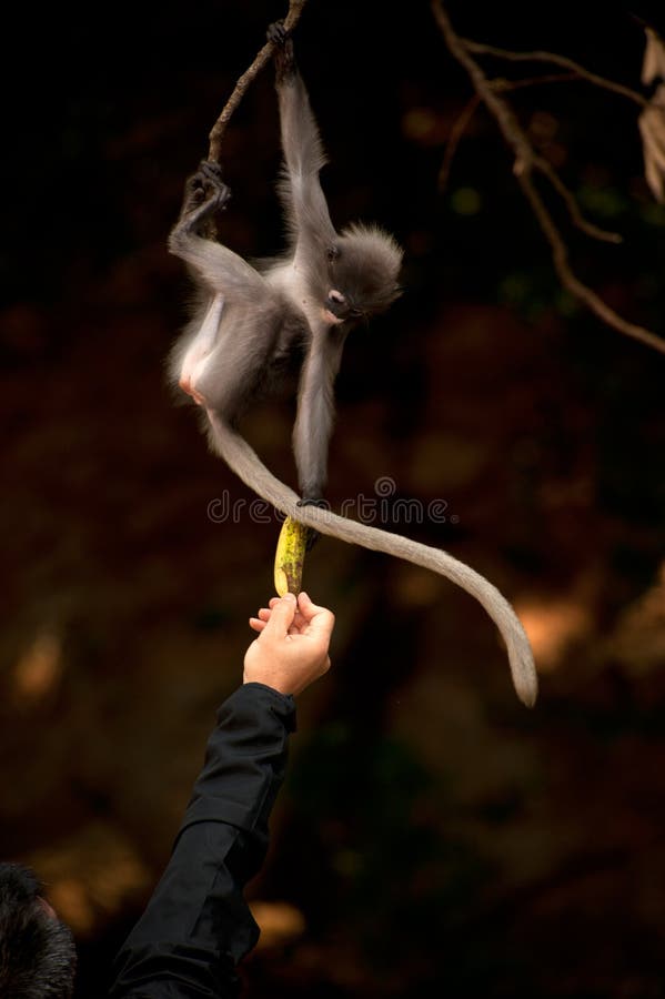 Dangle Feeding Stock Photos - Free & Royalty-Free Stock Photos from ...