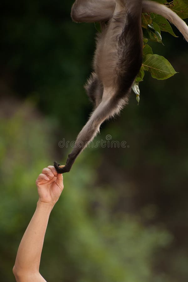 Dangle Feeding Stock Photos - Free & Royalty-Free Stock Photos from ...