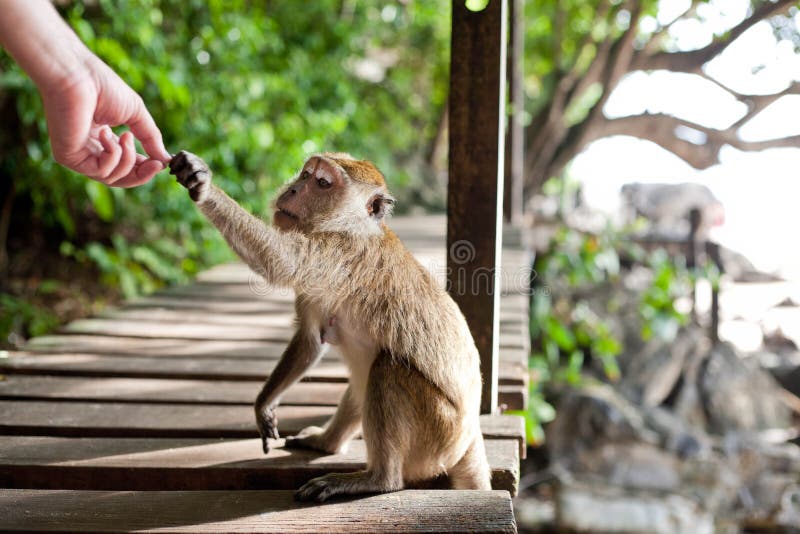 Feeding a monkey stock image. Image of hand, close, food - 35891061