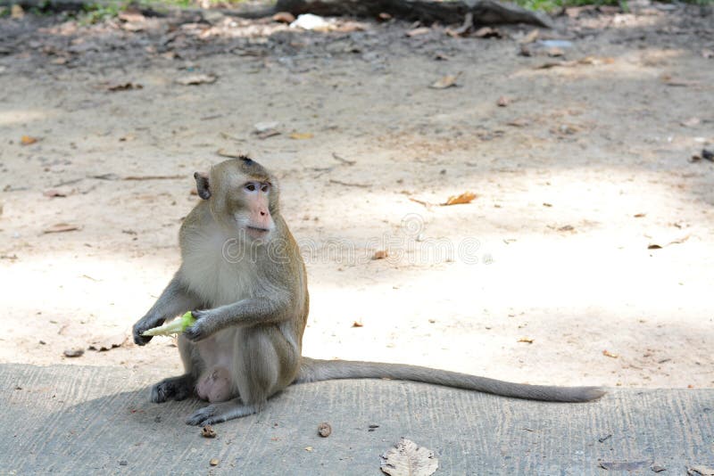 Feeding a monkeys stock photo. Image of little, animal - 79414366