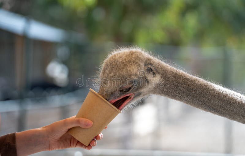 Feeding an ostrich stock image. Image of closeup, feed - 317307247