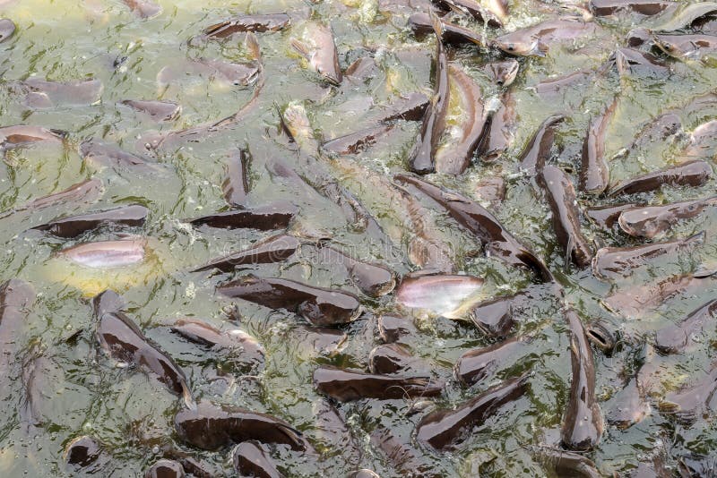 Feeding the Pangasius Fish. Stock Photo - Image of striped, pangasius ...