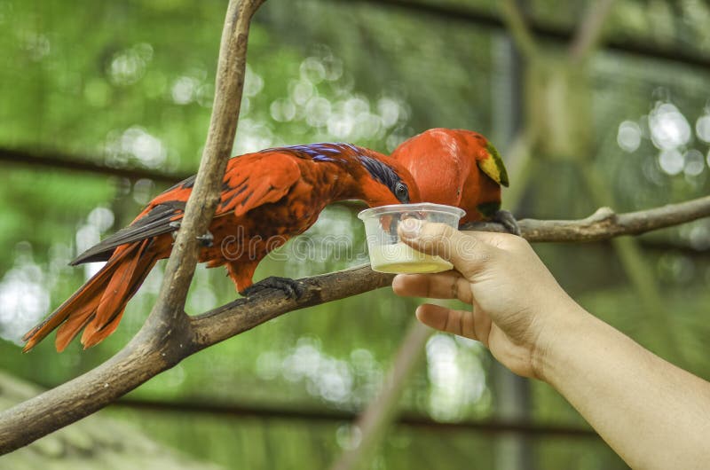 Feeding the parrot stock image. Image of eating, parrot - 22681535