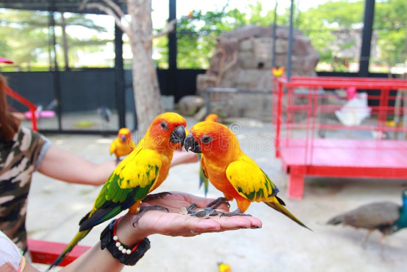Feeding the Parrot on the Hand Stock Image - Image of feather, green ...