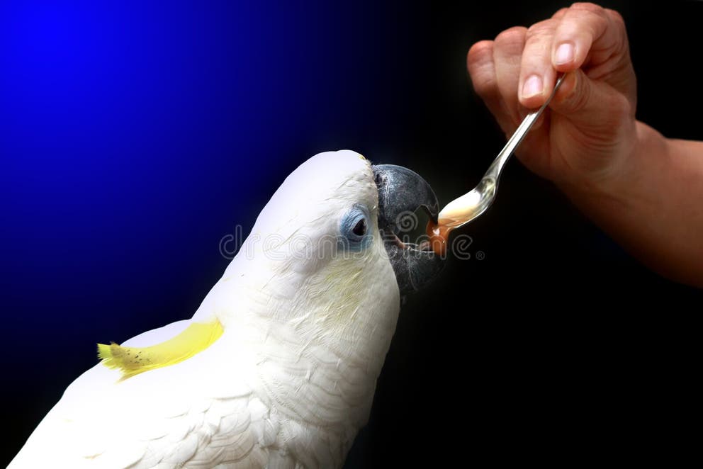 Feeding parrot with spoon stock photo. Image of wing - 18491486