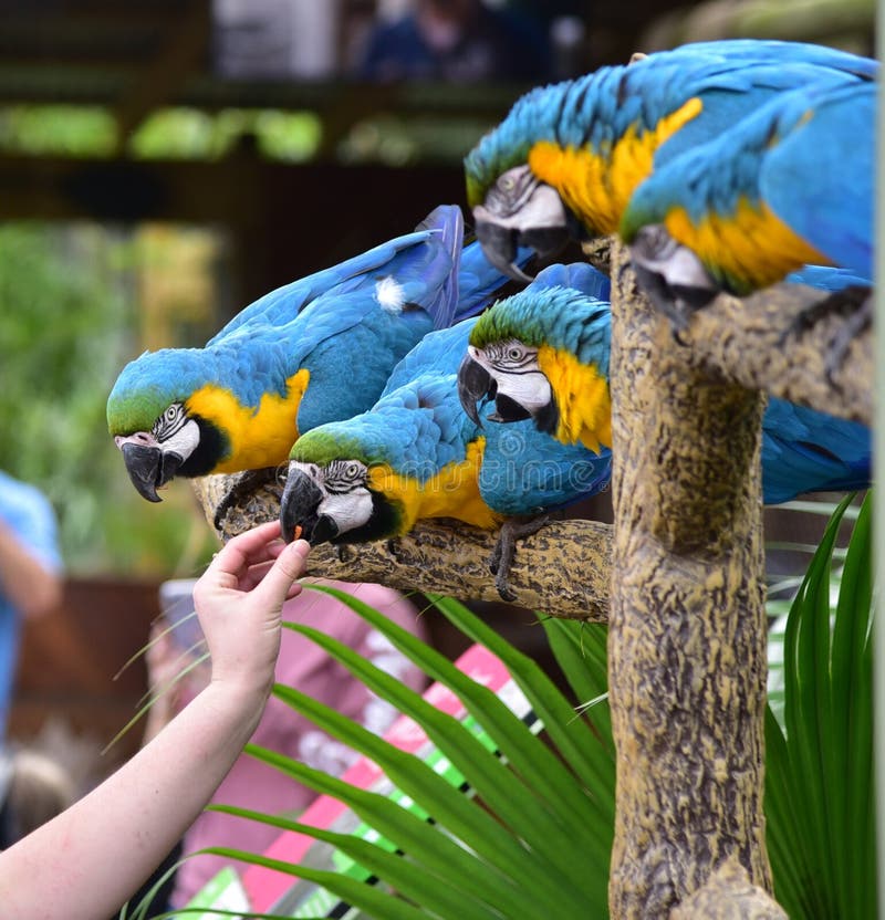 Feeding parrots by hand stock image. Image of roost - 175111725