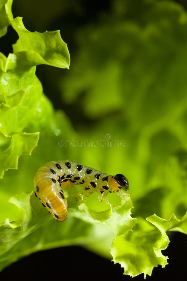 Feeding pest caterpillar stock image. Image of pieris - 45255245
