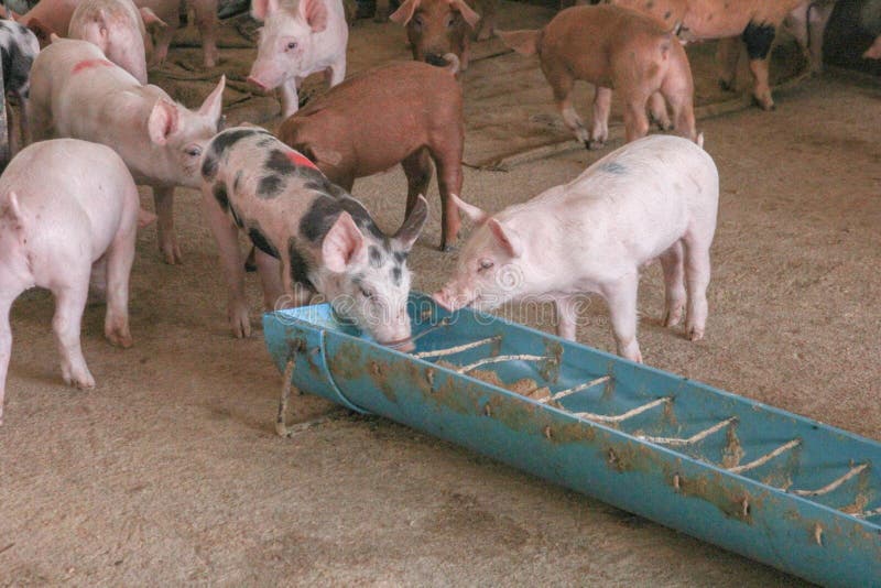 Feeding pig in farm stock photo. Image of breast, pigpen - 110010066
