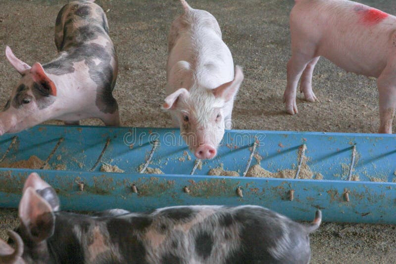 Feeding pig in farm stock image. Image of gray, piglet - 110010191