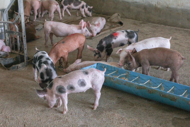 Feeding pig in farm stock photo. Image of gray, offspring - 110010310