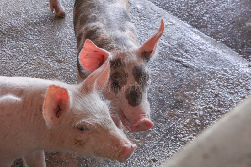 Feeding pig in farm stock image. Image of colostrum - 110010327
