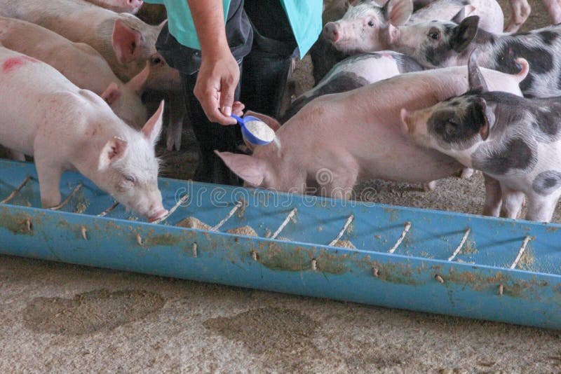 Feeding pig in farm stock image. Image of husbandry - 110010925