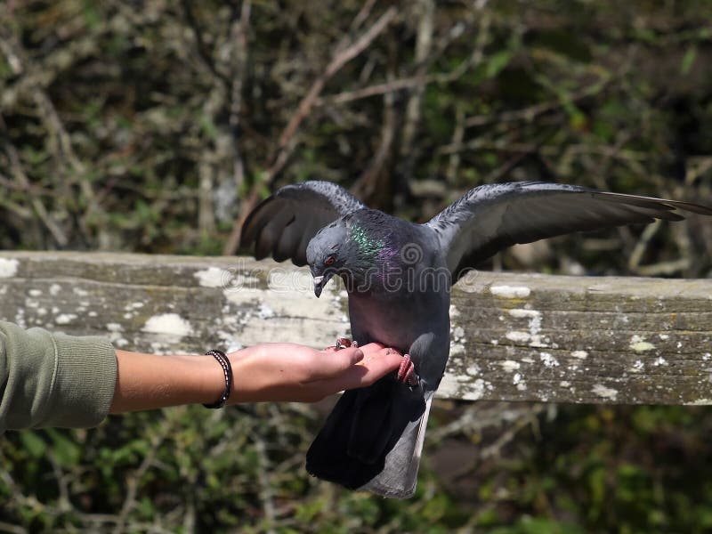 Girl Feeding Another Feeder Stock Photos - Free & Royalty-Free Stock ...