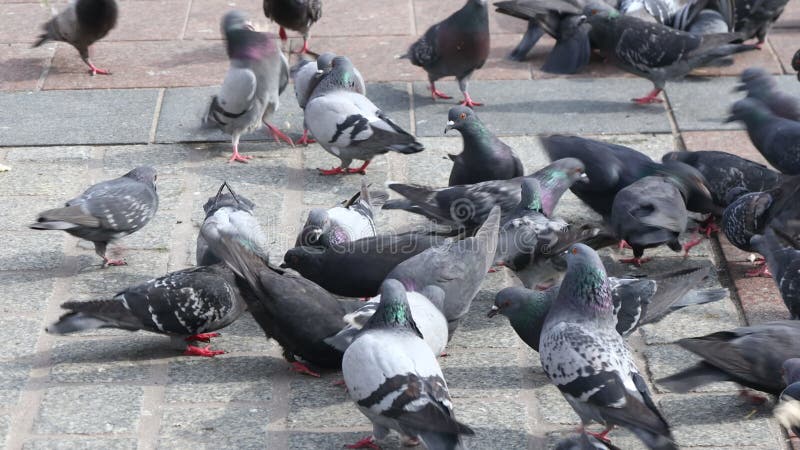 Feeding pigeons in cities stock footage. Video of pigeon - 311221170