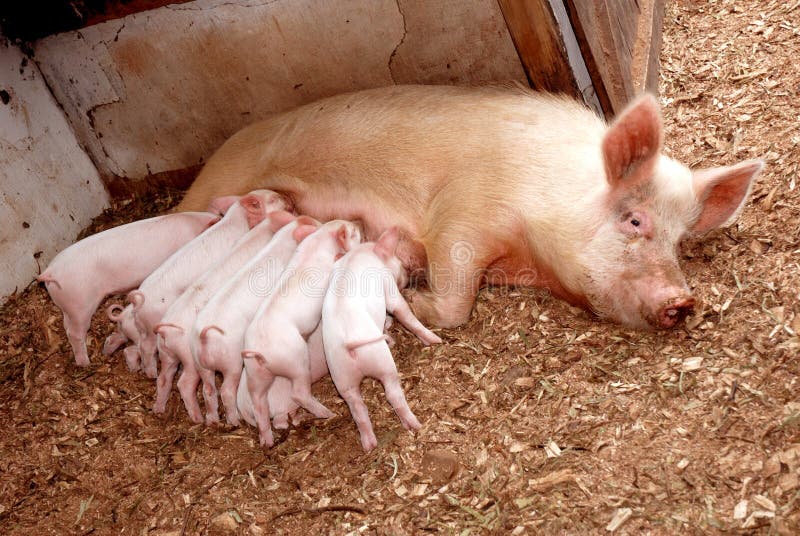 Feeding piglets with sow stock image. Image of adorable - 18685451