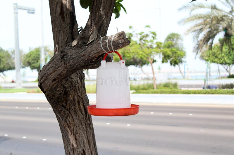 The Feeding Pot for the Birds Stock Image - Image of wood, plant: 282678043