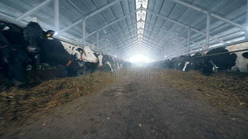 Feeding Process of Cows in a Byre Standing in Two Rows Stock Footage ...