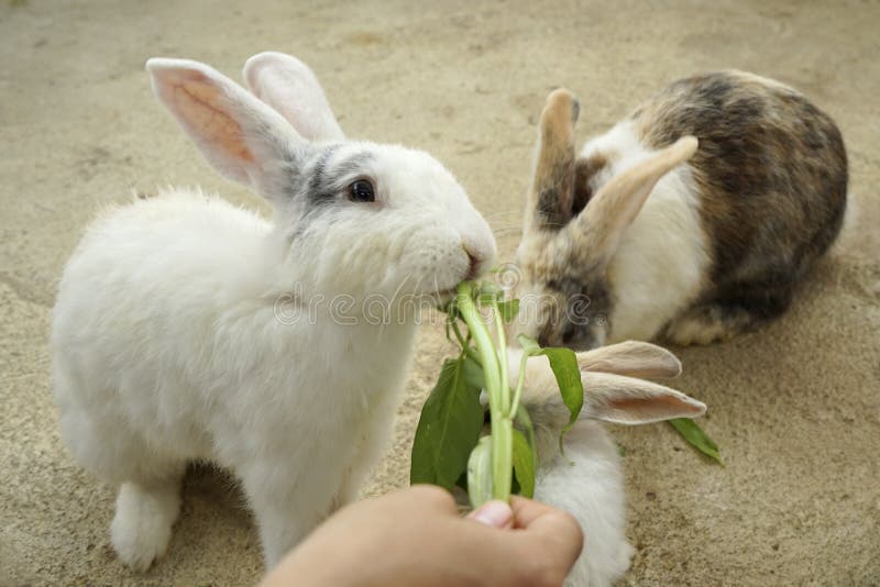 Feeding rabbits stock photo. Image of brown, child, bunny - 159219370