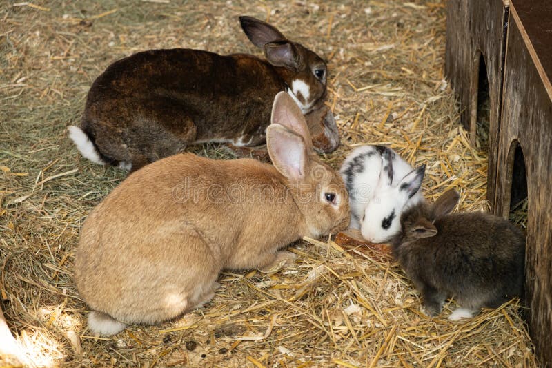 Feeding Rabbits on the Farm, Breeding and Caring for Rabbits Stock ...