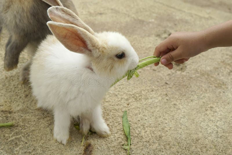 Feeding rabbits stock image. Image of beautiful, cute - 159221275