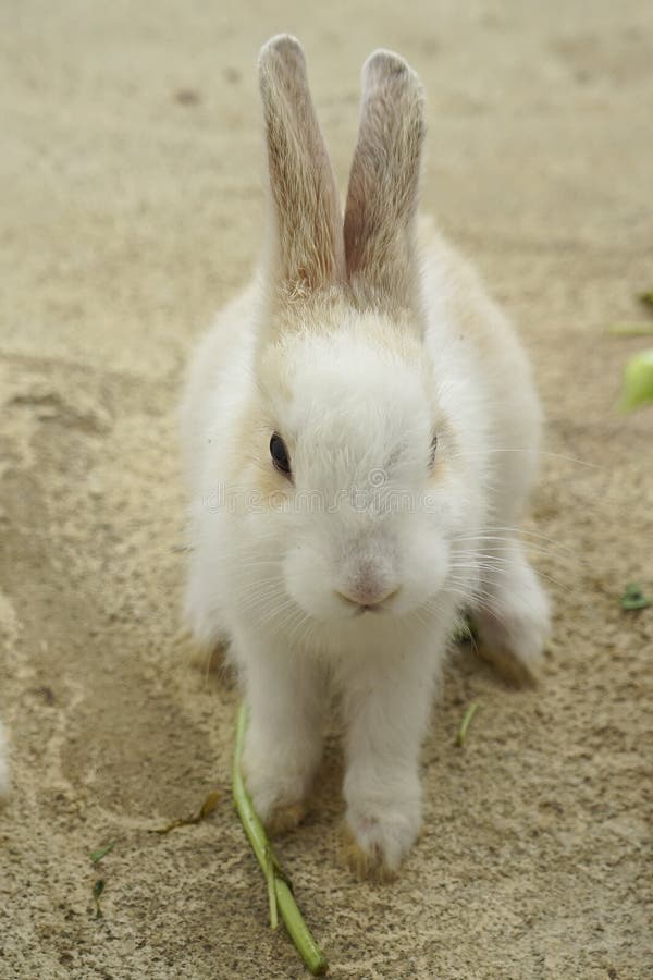 Feeding rabbits stock image. Image of carrot, care, grass - 159221343