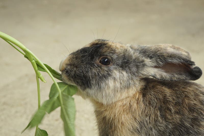Feeding rabbits stock photo. Image of farm, little, family - 159221402