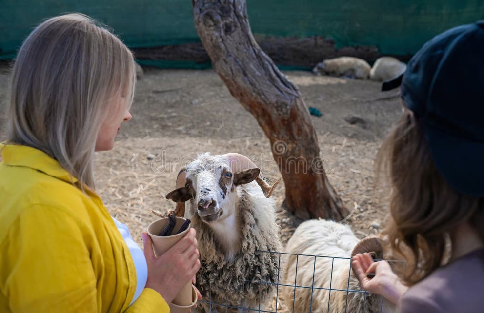 Feeding a ram stock image. Image of feeding, care, country - 317307069