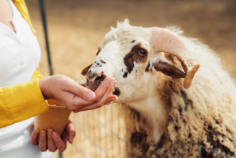 Feeding a ram stock photo. Image of animal, agriculture - 317307082