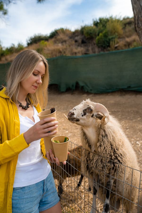 Feeding a ram stock photo. Image of lady, mammal, cattle - 317307072