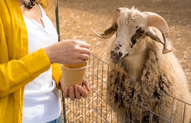 Feeding a ram stock image. Image of cattle, adorable - 317307079