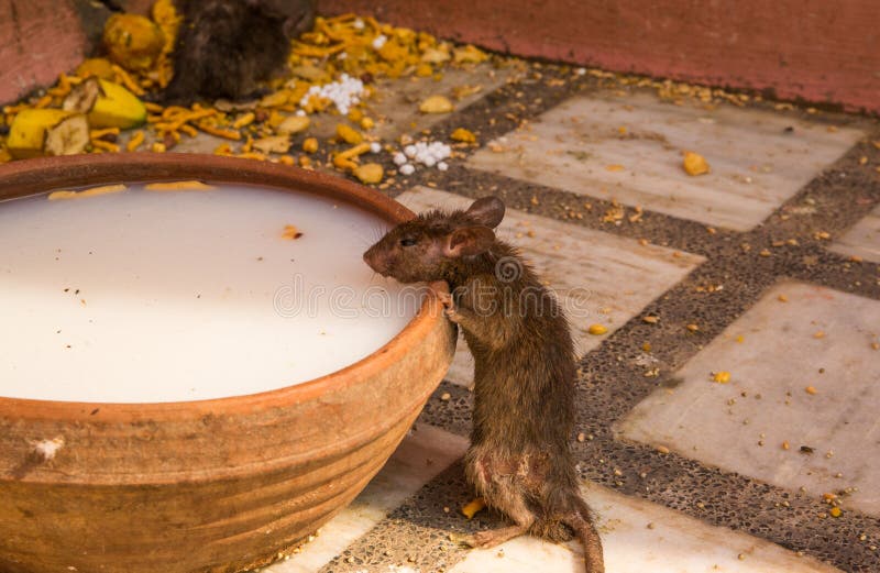 Feeding Rat in Karni Mata Temple Stock Image - Image of temple, tourism ...