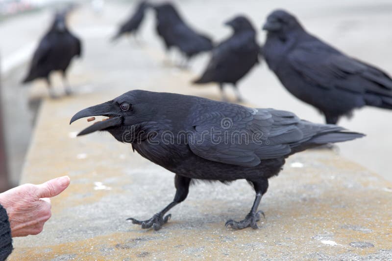 Ravens feeding on carcass stock photo. Image of bone - 79021022