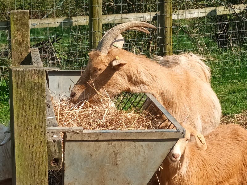 Feeding red goat stock photo. Image of animal, sheep - 274585056