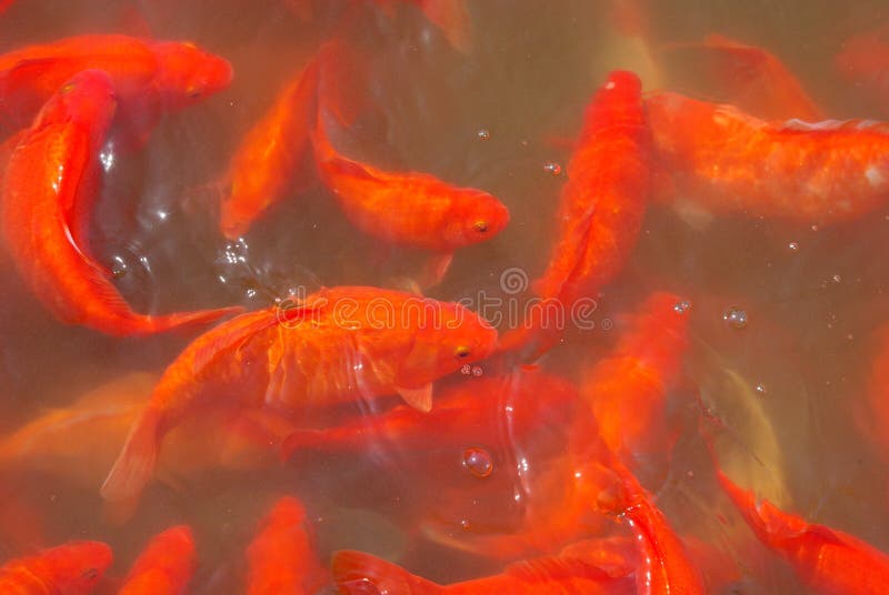 Feeding Red Koi Picture. Image: 4757117