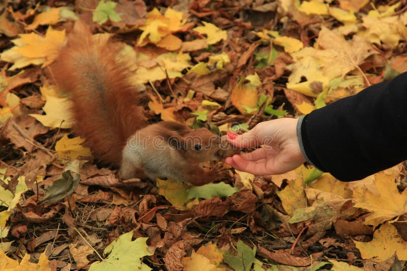 Feeding Red Squirrel from Hand Stock Image - Image of green, food: 27282729