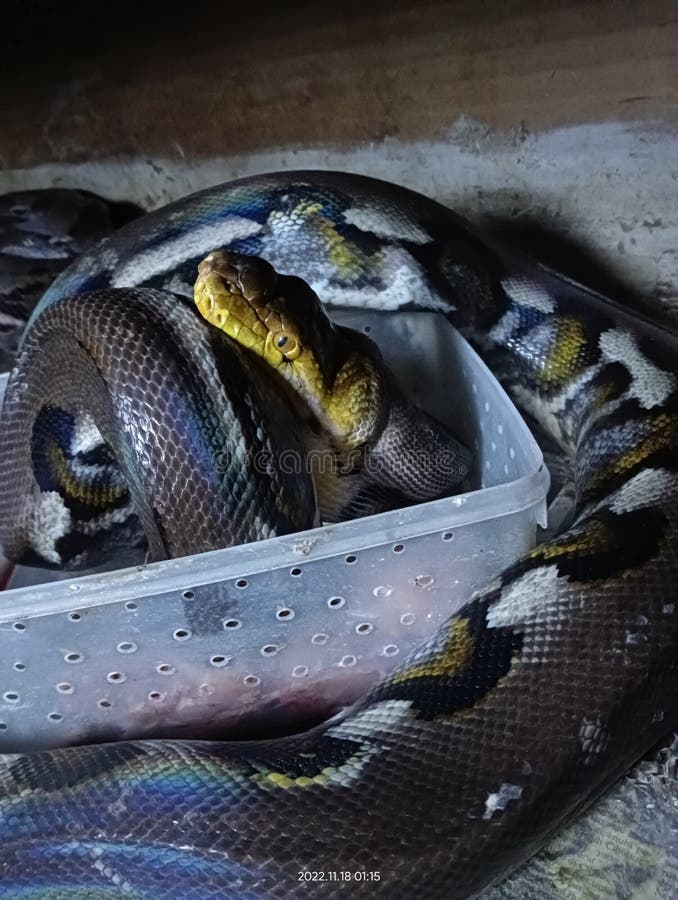 Feeding Reticulatus Phyton Unknown Morph Stock Photo - Image of mammal ...