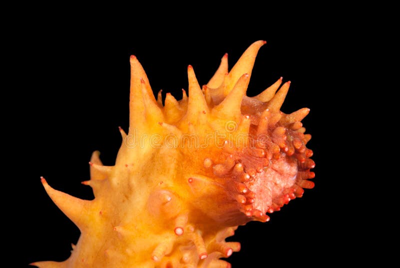 Feeding sea cucumber stock photo. Image of animal, color - 19086612