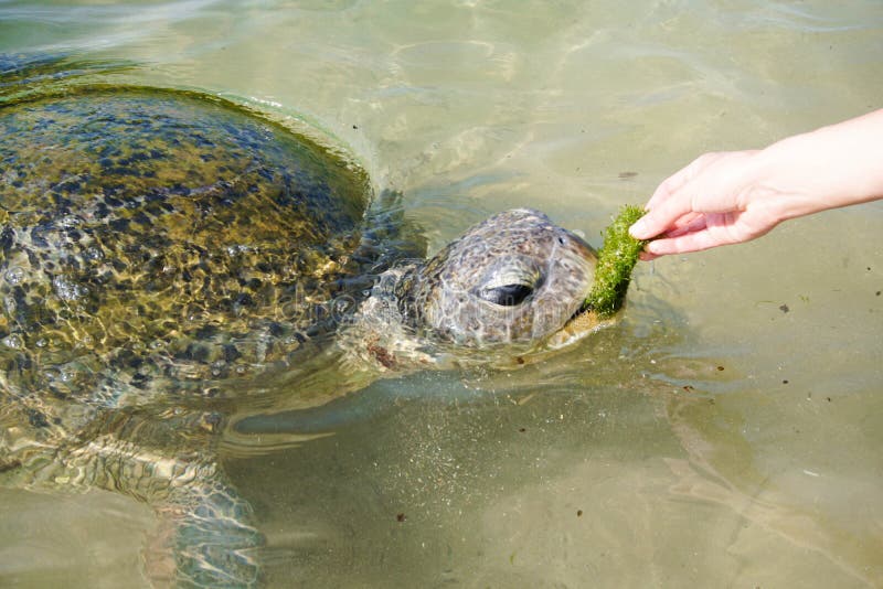 Feeding Sea Turtle stock image. Image of ocean, reptile - 86579599
