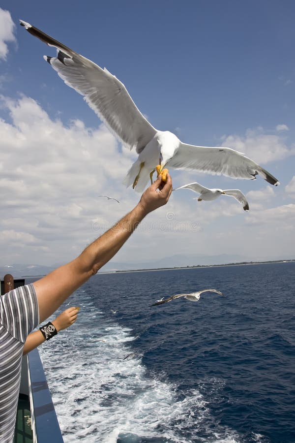 Feeding Seagull from a Hand Stock Image - Image of fish, birds: 115784693