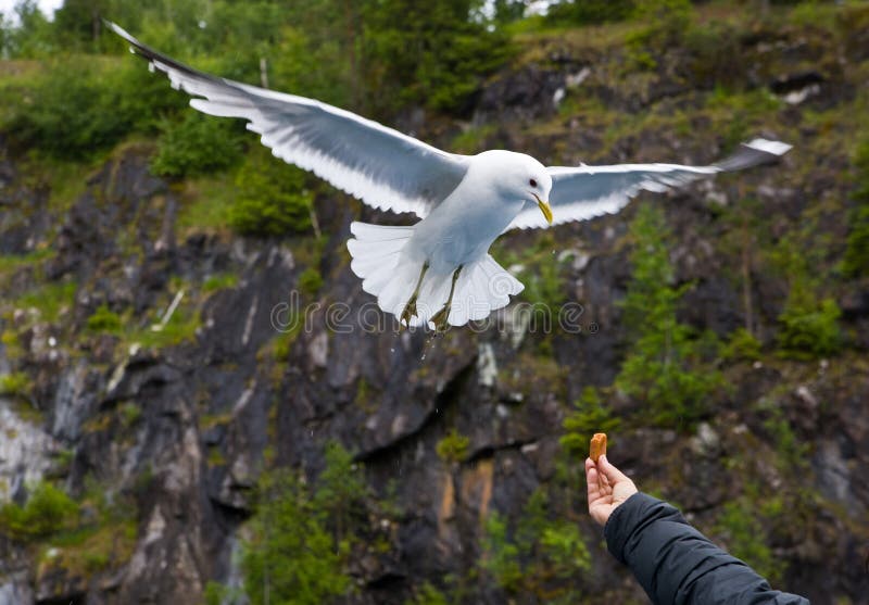 Feeding of a seagull stock photo. Image of animals, beak - 14730292