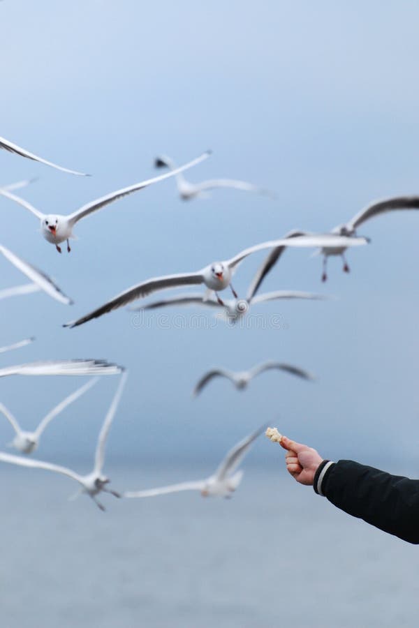 Feeding the Seagulls stock photo. Image of hands, bird - 2146506