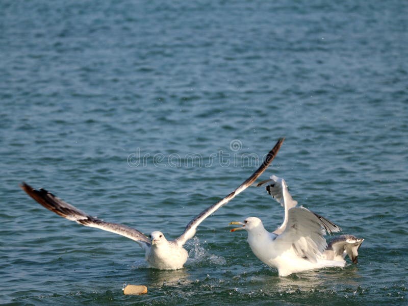 Feeding Seagulls Bread on the Beach Stock Image - Image of gull, larus ...