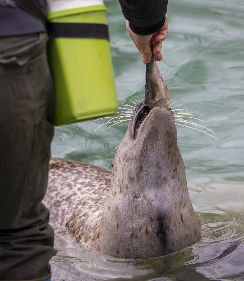 Feeding seal with fish stock photo. Image of marine - 241169664