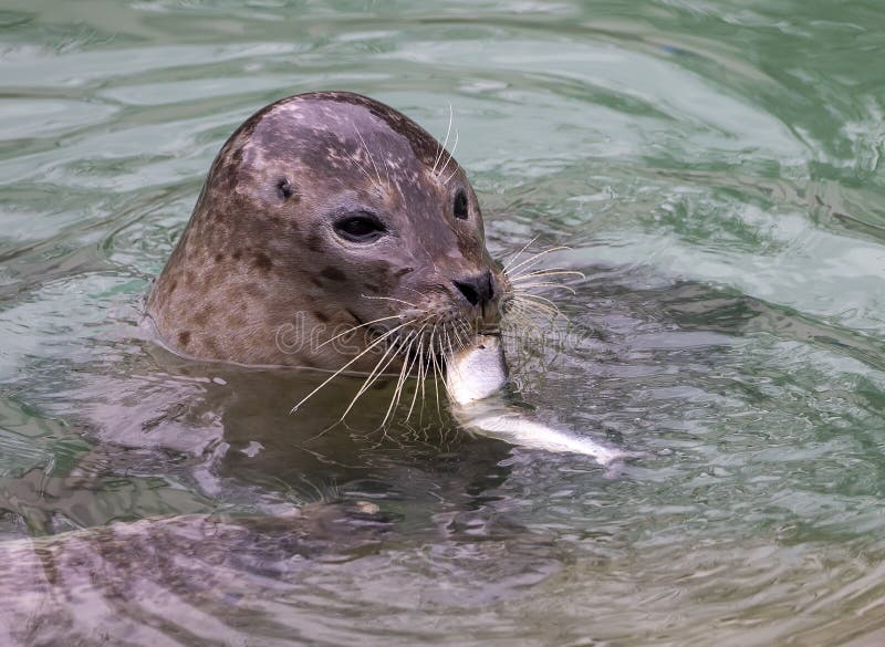 Feeding seal with fish stock photo. Image of coast, aquatic - 241169682