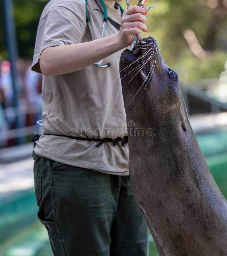 Feeding seal with fish stock photo. Image of animals - 332621420