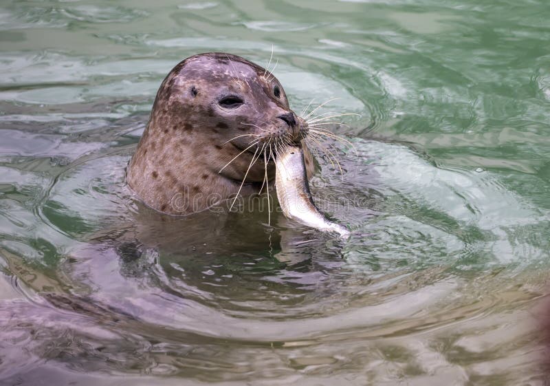 Feeding seal with fish stock photo. Image of people - 241169676