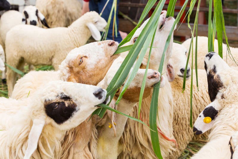 Feeding sheep stock image. Image of nature, livestock - 32968741