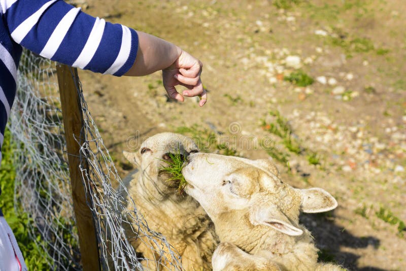 Feeding a Sheep from His Hand Stock Photo - Image of lamb, countryside ...