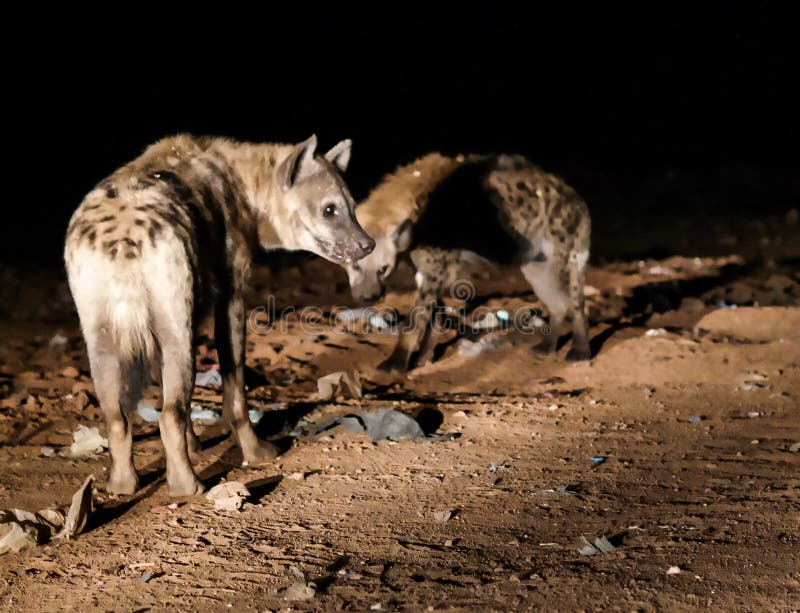 Feeding of Spotted Hyenas, Harar Ethiopia Stock Image - Image of mammal ...