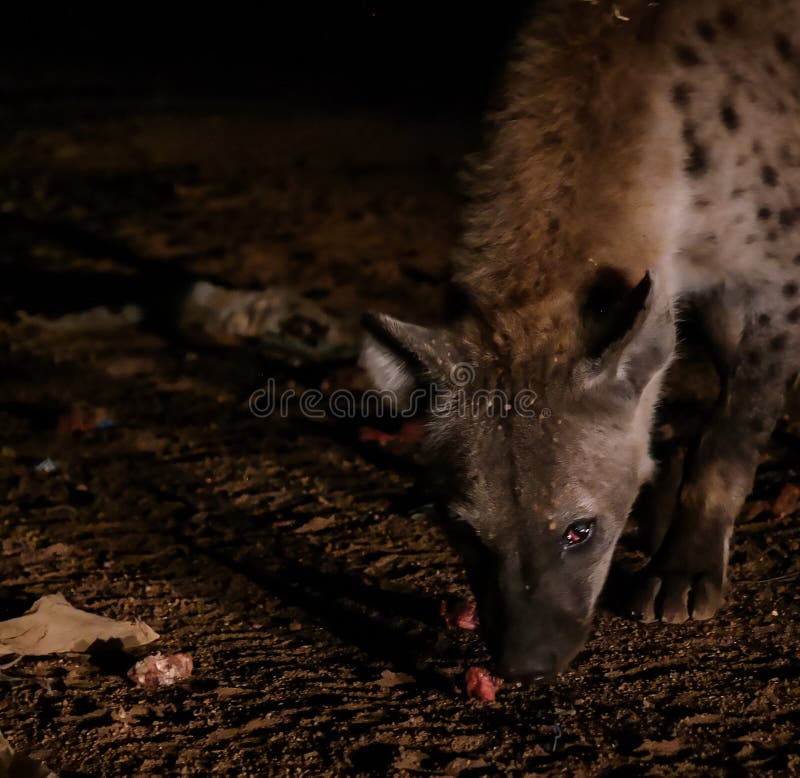 Feeding of Spotted Hyenas Harar, Ethiopia Stock Photo - Image of animal ...